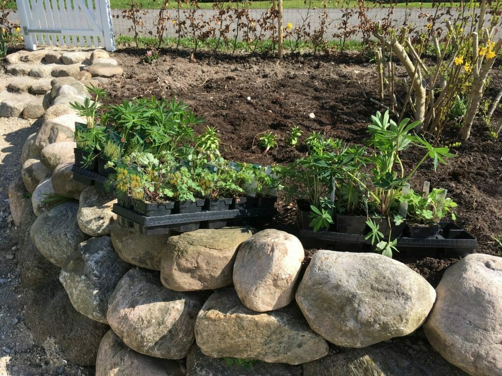 Anlæg et gult blomsterbed i haven – Få inspiration her