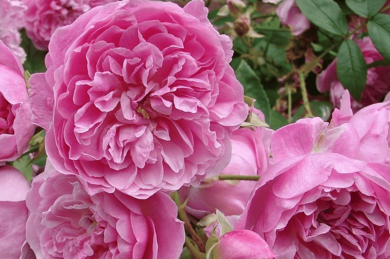 Levering af David Austin Roser – plantning af barrodsroser i haven