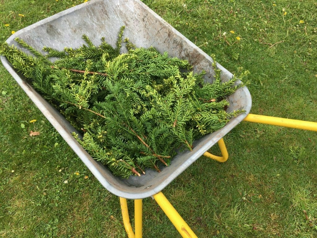 Plantning af taks hæk – Få guide her og få succes med taks