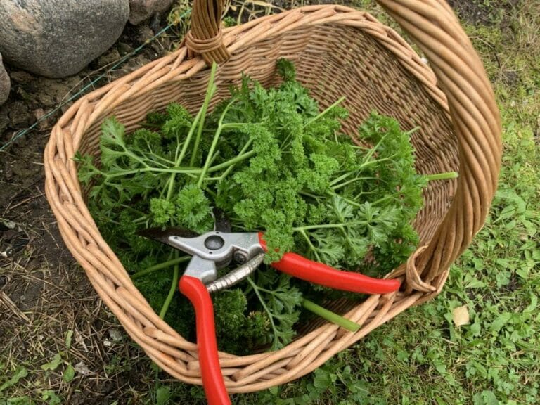 Persille til fryseren – en nem måde at gemme persille til vinteren