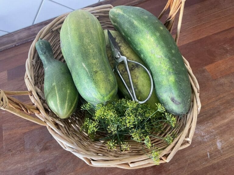 Syltede asier opskrift: Få guide til hjemmelavede syltede asier