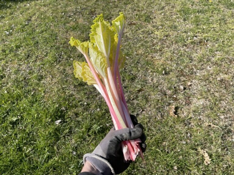 Rabarberklokke til dyrkning af tidlige rabarber