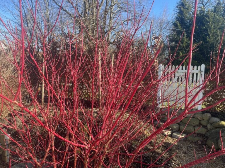 Hvornår skal kornel beskæres? Guide til beskæring af kornel