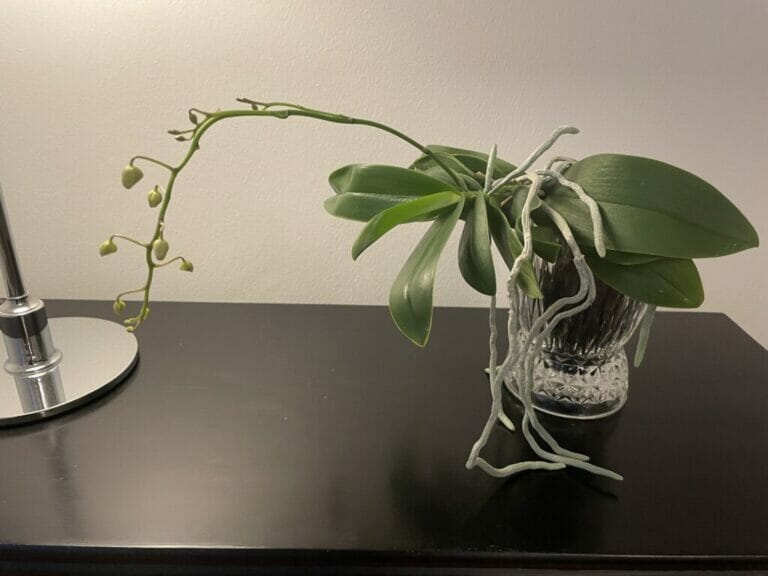 Pasning af orkideer – få din orkidé til at blomstre igen