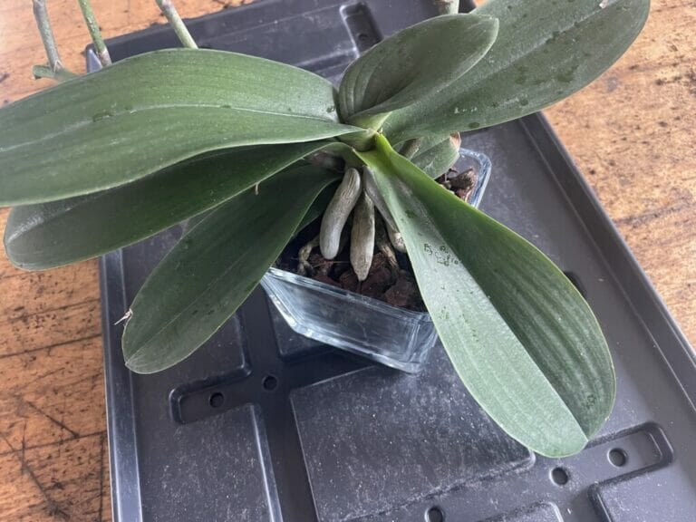 Pasning af orkideer – få din orkidé til at blomstre igen