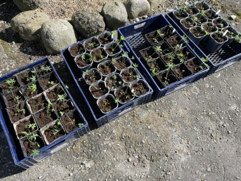 Dyrkning af lupiner ved såning og forspiring af lupinfrø