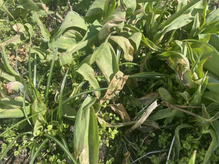 Gråskimmel på tulipaner – tulip fire og visne blade på tulipaner