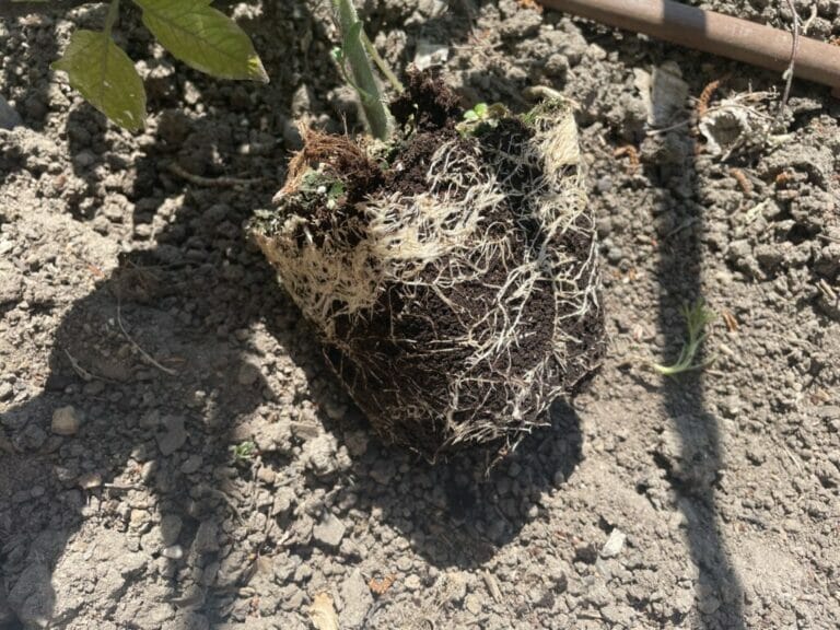 Hvornår planter man tomatplanter på friland?