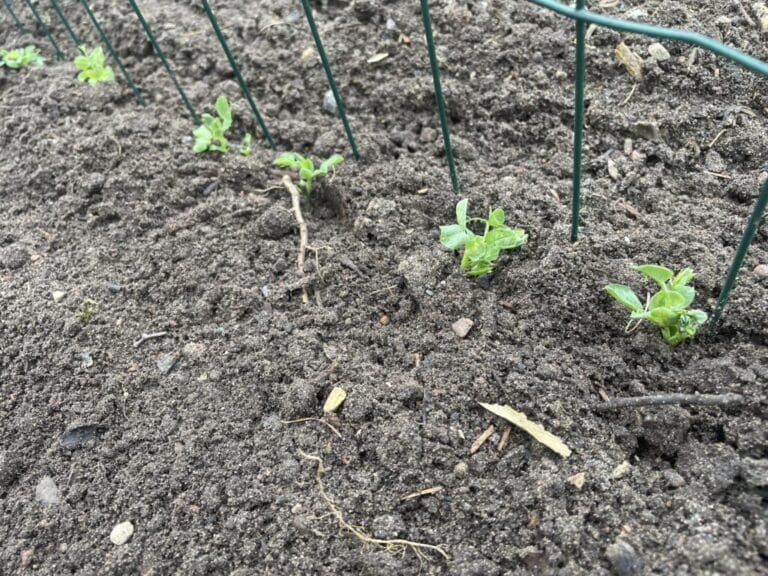 Dyrkning af vinterærter – MEGET tidlige ærter i køkkenhaven